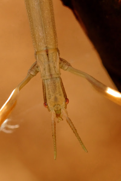 French Stick Insect; Insecto Palo | Project Noah