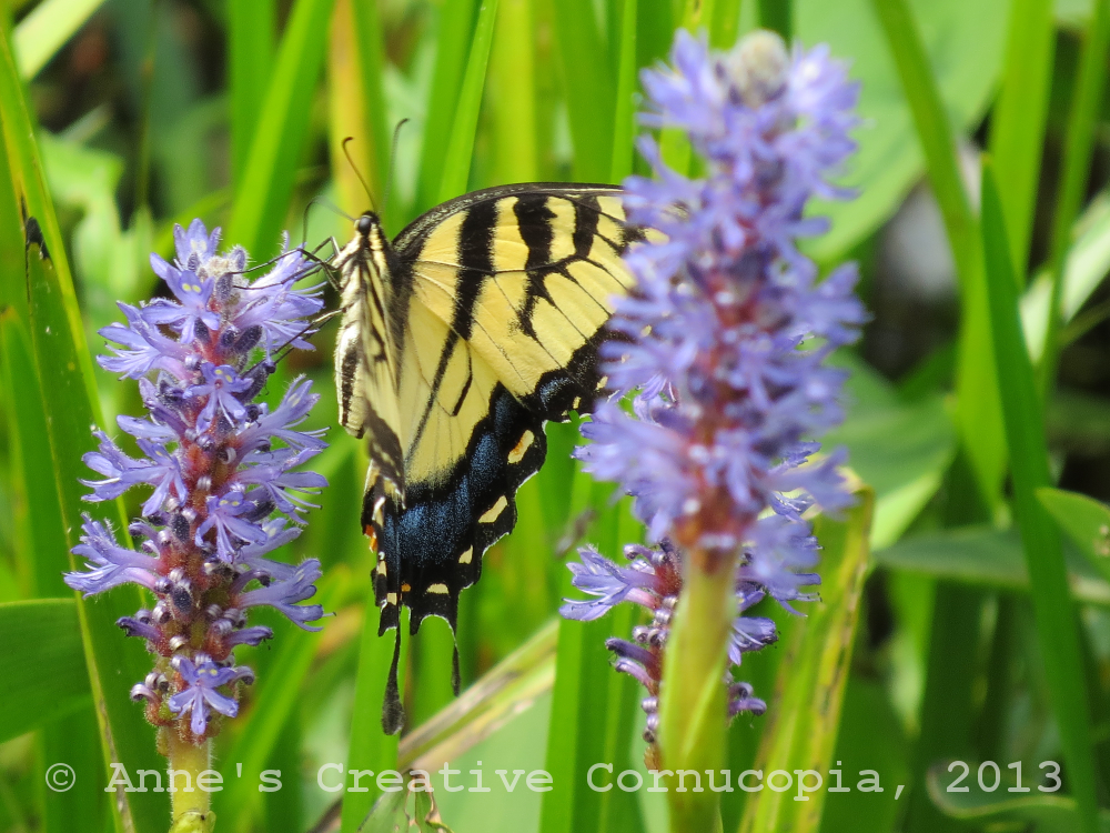 Anne's Creative Cornucopia: Yellow Monarch Butterfly - Photographs
