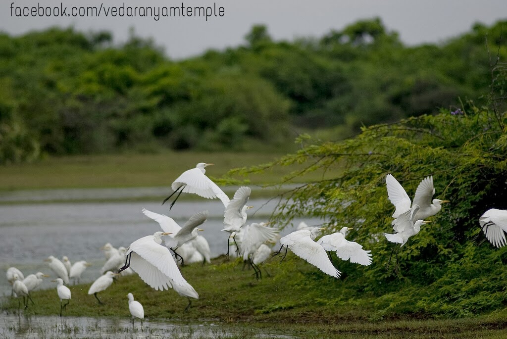vedaranyam temple: Vedaranyam birds sanctuary and nature.