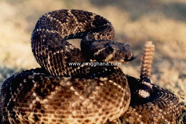 Shemsia: (Photo) 15 foot python swallows five goats
