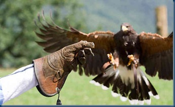 Zia Wolf-Sun: Hawk and falcon in myths mythology and folklore