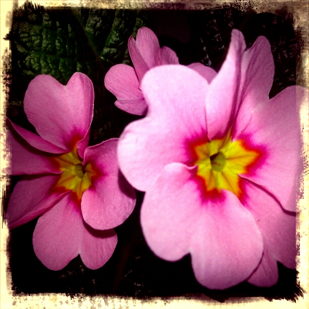 PhotographerMerete: New flowers!