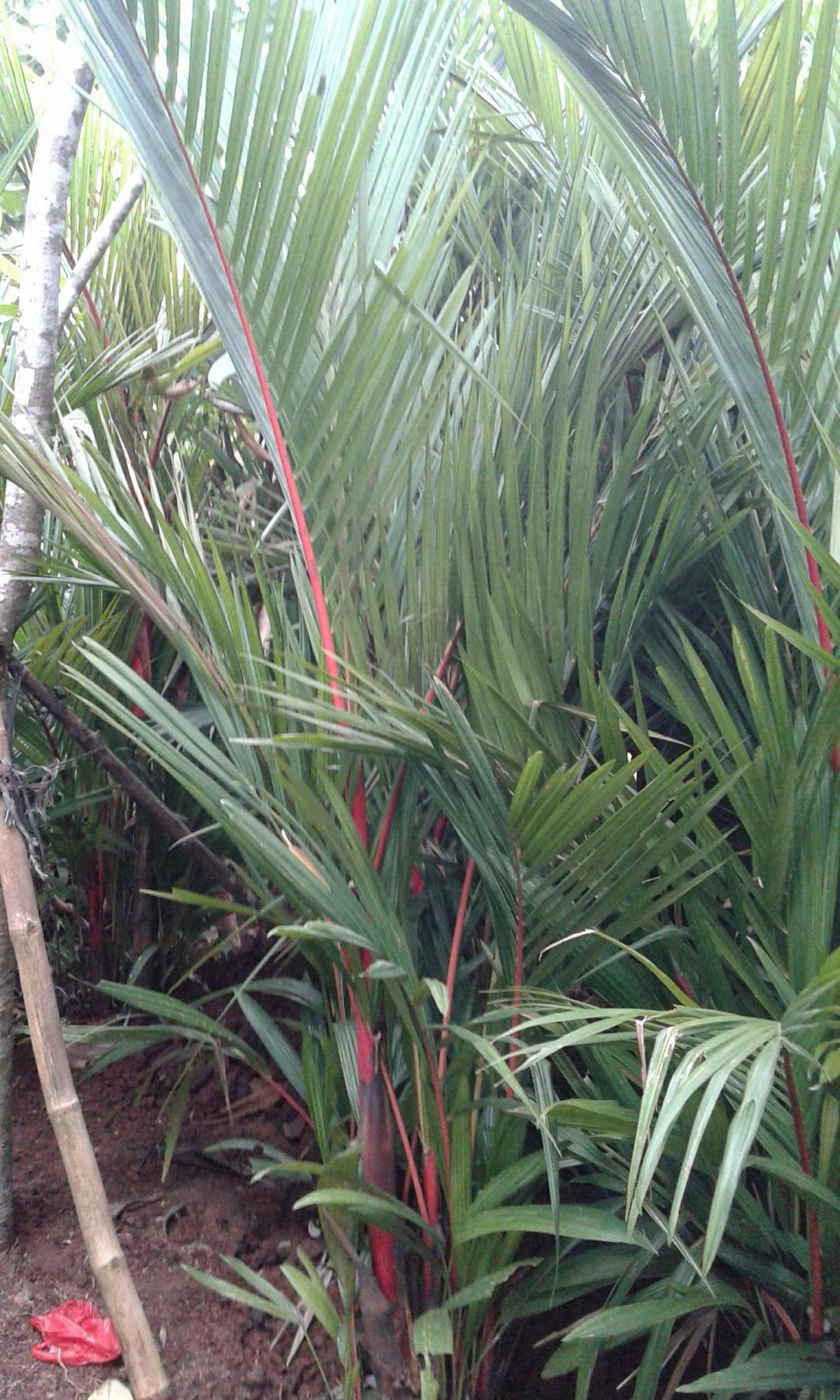 Jual Pohon Palem Merah Atau Pohon Pinang Merah | Tukang Taman Minimalis ...