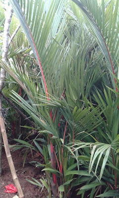 Jual Pohon Palem Merah Atau Pohon Pinang Merah - Tukang Taman Minimalis ...