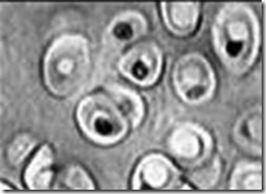 Jaringan Tulang Rawan (Kartilago) - Pengertian