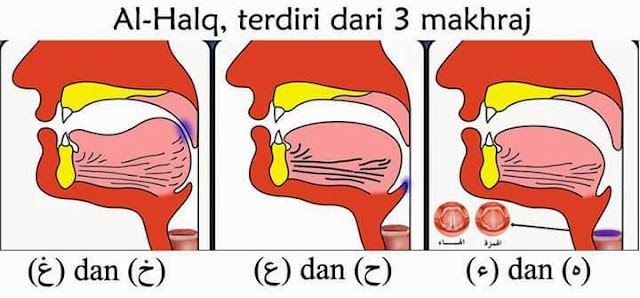 Ilmu Tajwid: Makhroj Huruf Bagian Tenggorokan (Al Halq)