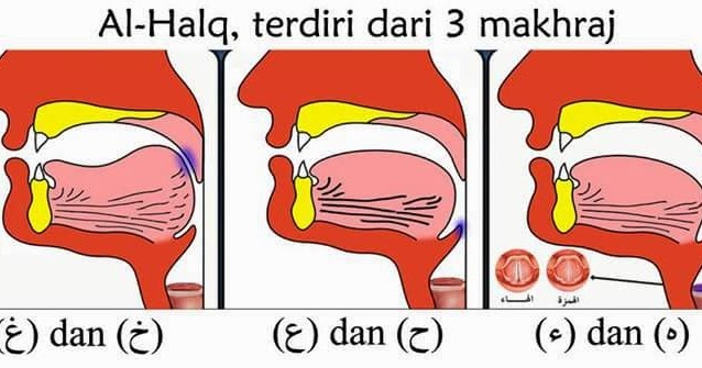 Ilmu Tajwid: Makhroj Huruf Bagian Tenggorokan (Al Halq)