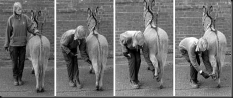 The Donkey Archives: A Guide to Donkey Care