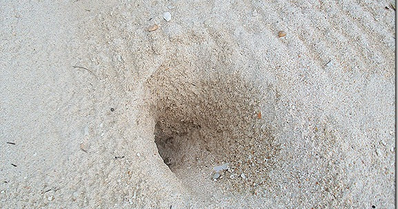 Balut The Slapsoil Wanderer