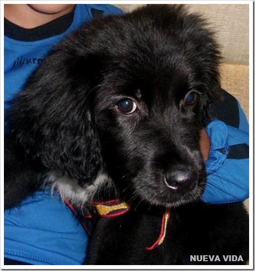 Perros, Gatos Y Viceversa: ¡¡¡ADOPTADA¡¡¡ NORA - CRUCE DE LABRADOR CON ...