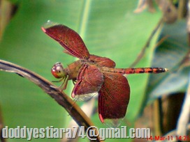 Capung Libellulidae: Neurothemis terminata