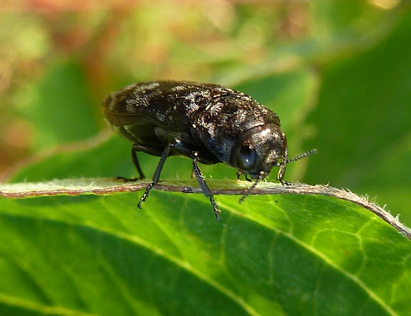 Jewel Beetle | Project Noah