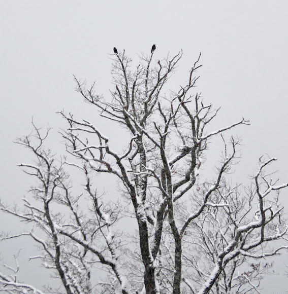 Carrion Crow pair (with nest) | Project Noah