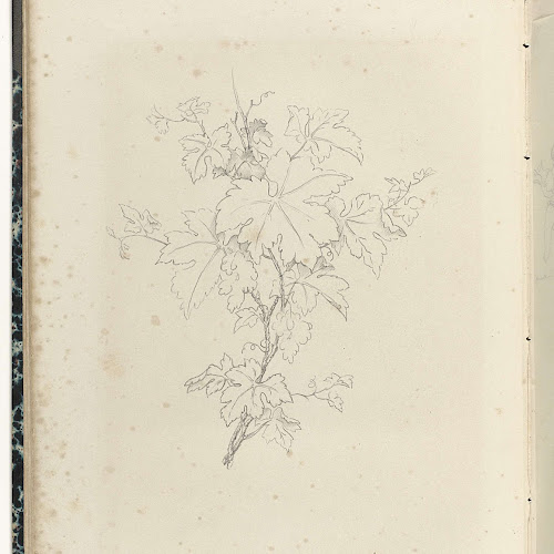 Wijnrank, anoniem, ca. 1866 - ca. 1900 - Rijksmuseum