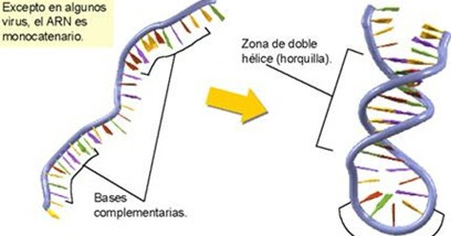ARN: Composición, localización y estructura general