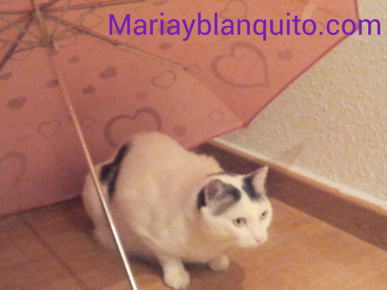 María y Blanquito,su mascota: Posters de Blanquito