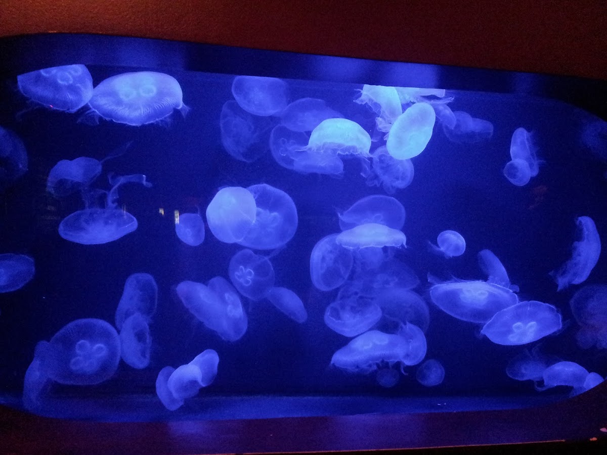 Moon Jellyfish | Project Noah