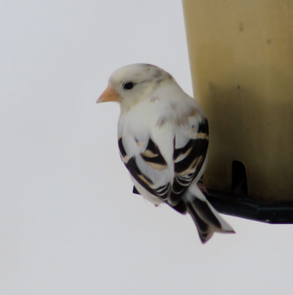 partial albino american goldfinch | Project Noah