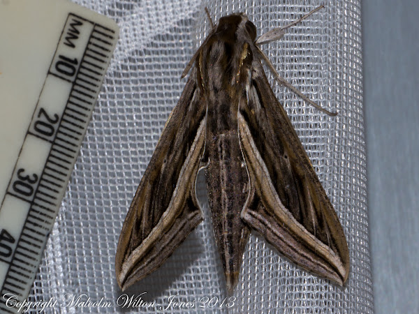 Silver-striped Hawk Moth | Project Noah