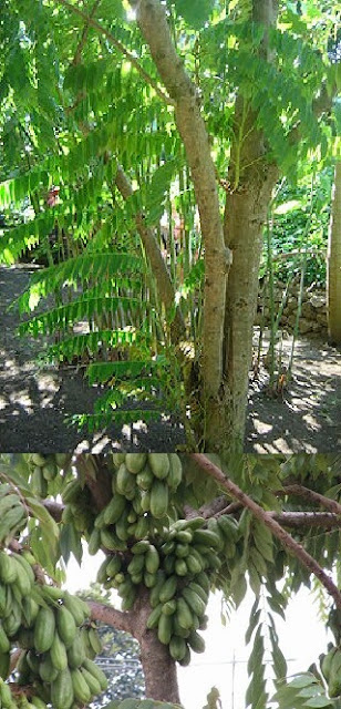 MBIRIMBI (Averrhoa, Carambola). ~ Sakamia cleaners