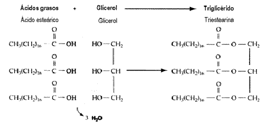 ACILGLICÉRIDOS O GRASAS