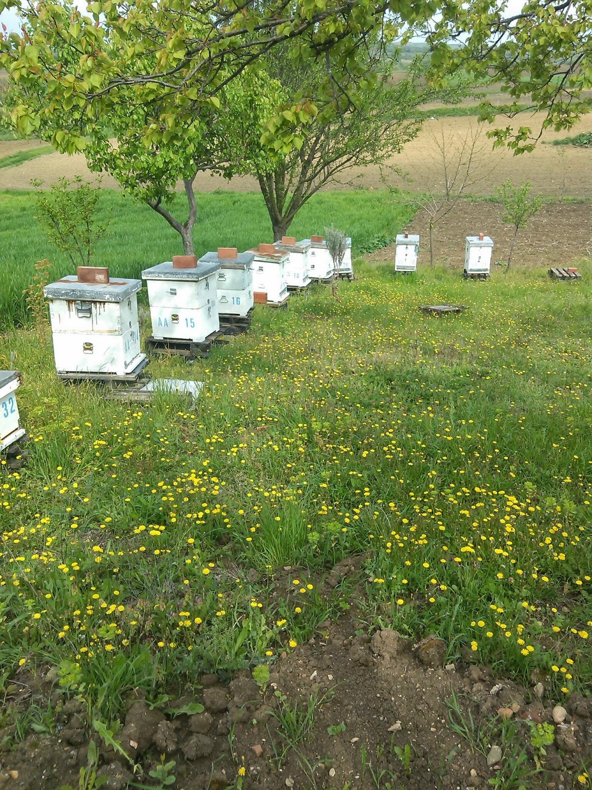 ΑΛΕΠΟΧΩΡΙ ΕΒΡΟΣ ΘΡΑΚΗ: Φύση και πάλι φύση