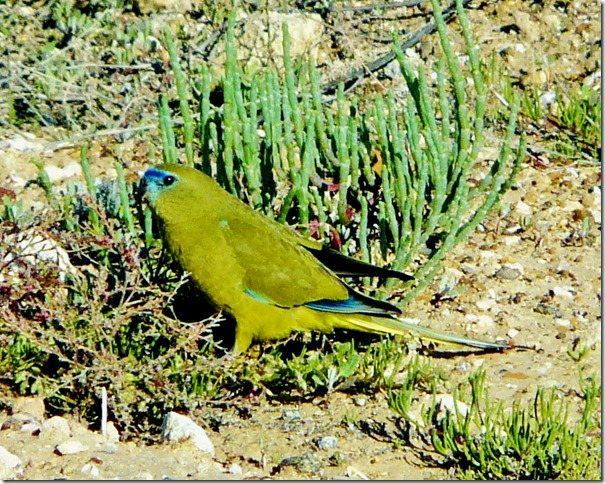 Nature of Lincoln Cove: May 2013