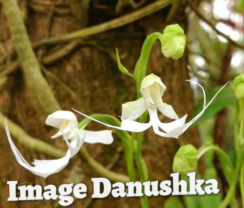 Education: Narilatha mal / liyathambara mal නාරිලතා මල්/ ලියතඹරා මල්