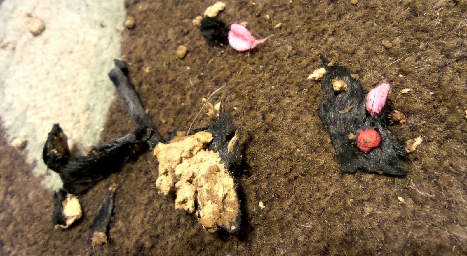 This Side Of The Looking Glass: Mouse Guts 1-27-14