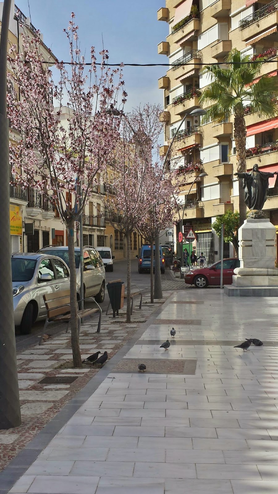 FOTOS DE COÍN.: Los cerezos de la Alameda en flor
