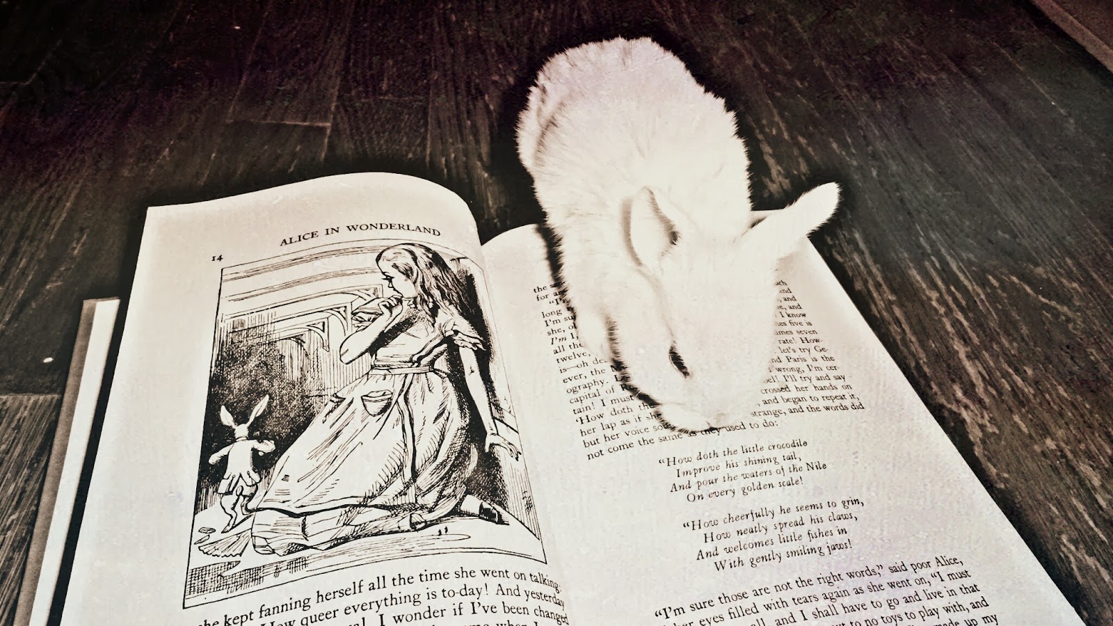 This Side Of The Looking Glass: The White Rabbit 1-30-14