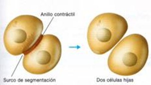 La Citocinesis