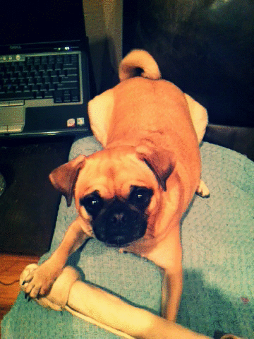 Gifs perro moviendo el rabo - Blog de imágenes