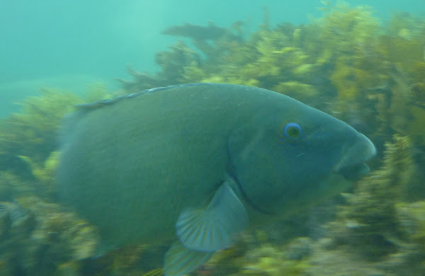 Eastern Blue Groper | Project Noah
