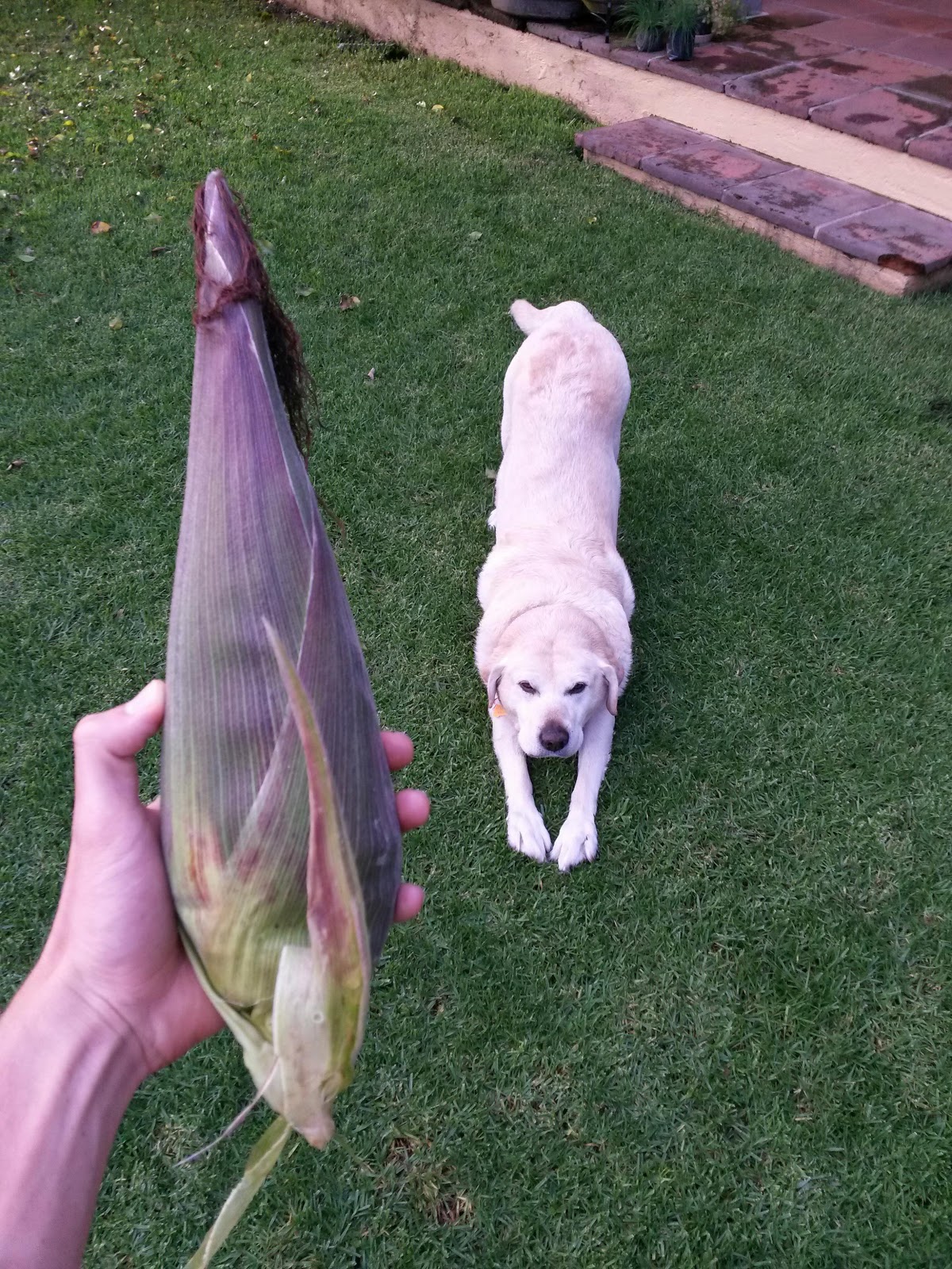 El huerto Gerez: El primer elote