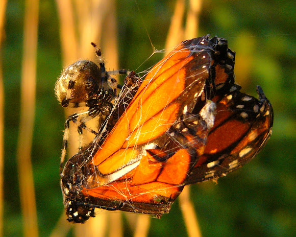 Shamrock Orb Weaver Spider Vs. Monarch | Project Noah