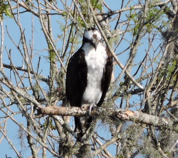 osprey | Project Noah