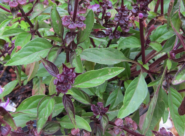 Holy Basil | Project Noah