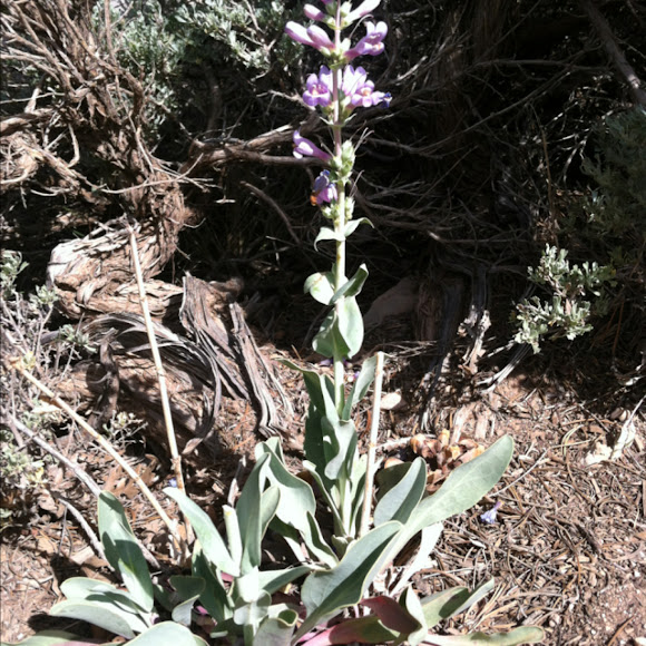Thickleaf Penstemon | Project Noah