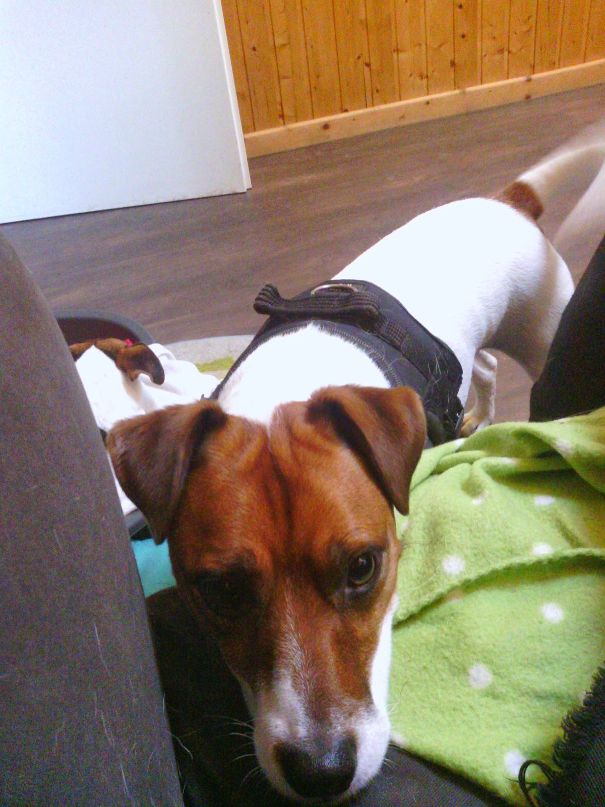Dogland