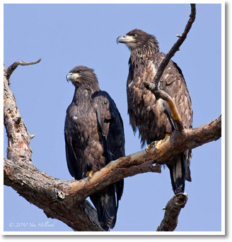 Faith Like Feathers: Parable of the Two Birds...