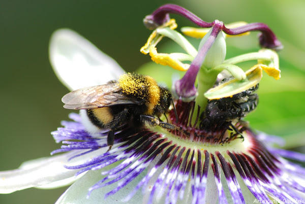 Buff-tailed bumblebee | Project Noah