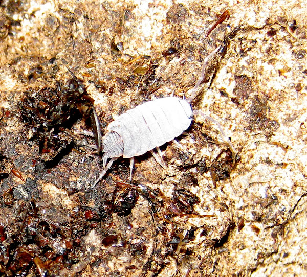 Cave Isopod | Project Noah