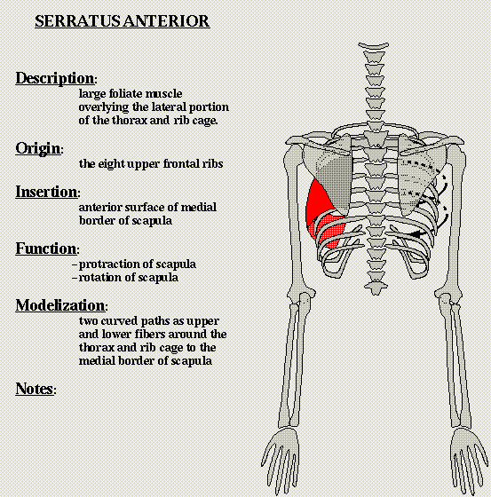 Frank Chen Rehab 前鋸肌 Serratus Anterior