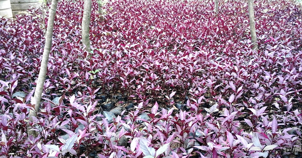 14+ Tanaman Hias Bunga Bayam