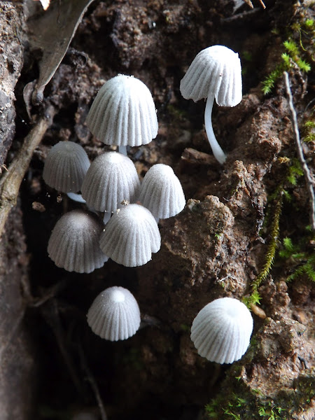 Fairy Bonnet | Project Noah