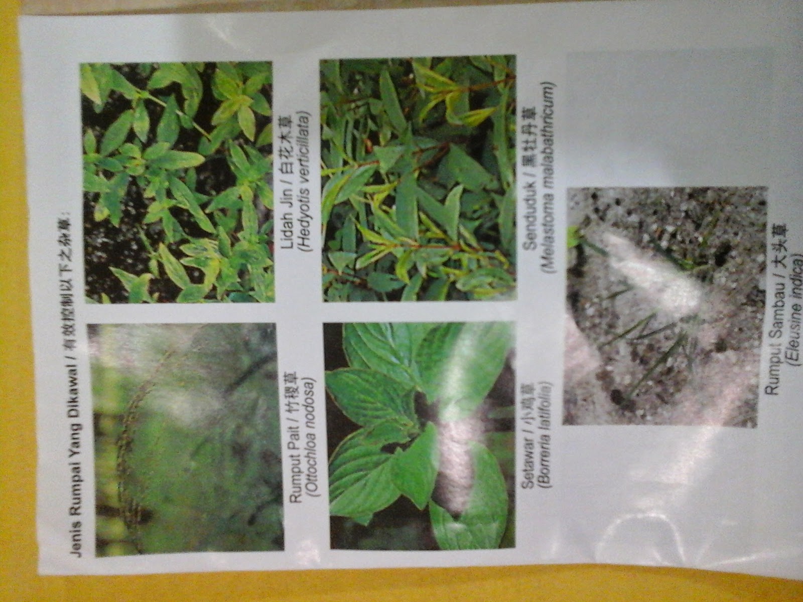 Doktor Minda: Jenis Rumpai Yang Di Kawal