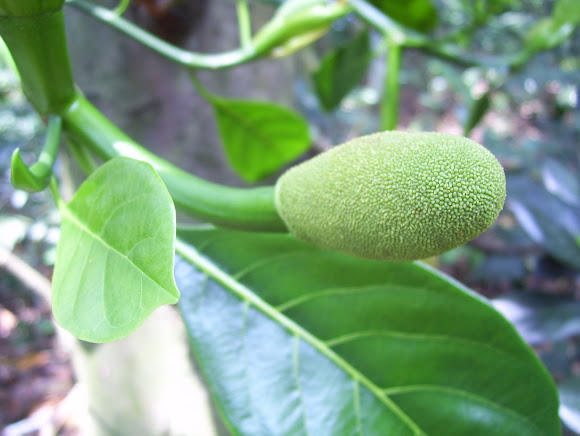 Baby Jackfruit | Project Noah