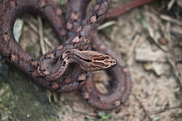 Common Mock Viper | Project Noah