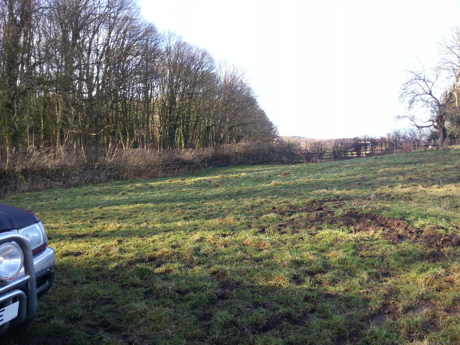 Pear Tree Paddocks: Top paddock today. Ponies in during the day this week